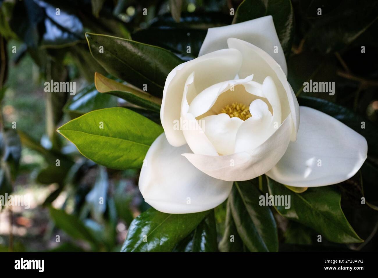 Magnolia in Bloom Stock Photo - Alamy