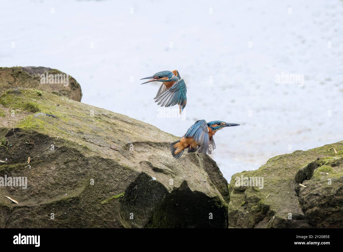 Pair of Kingfishers engaged in aerial combat over territory on the ...