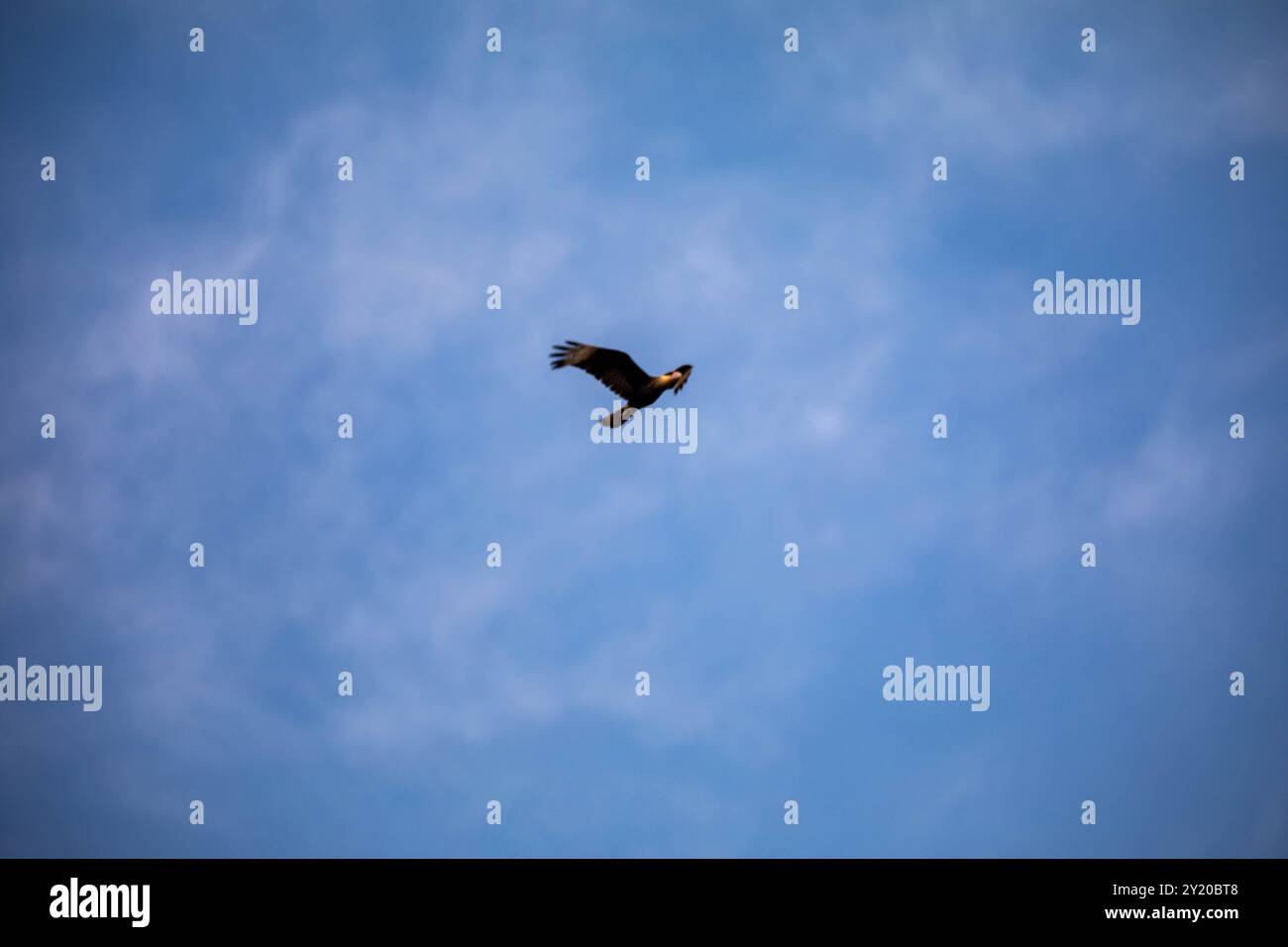 Caracara hawk Caracara plancus flying isolated on blue sky background ...