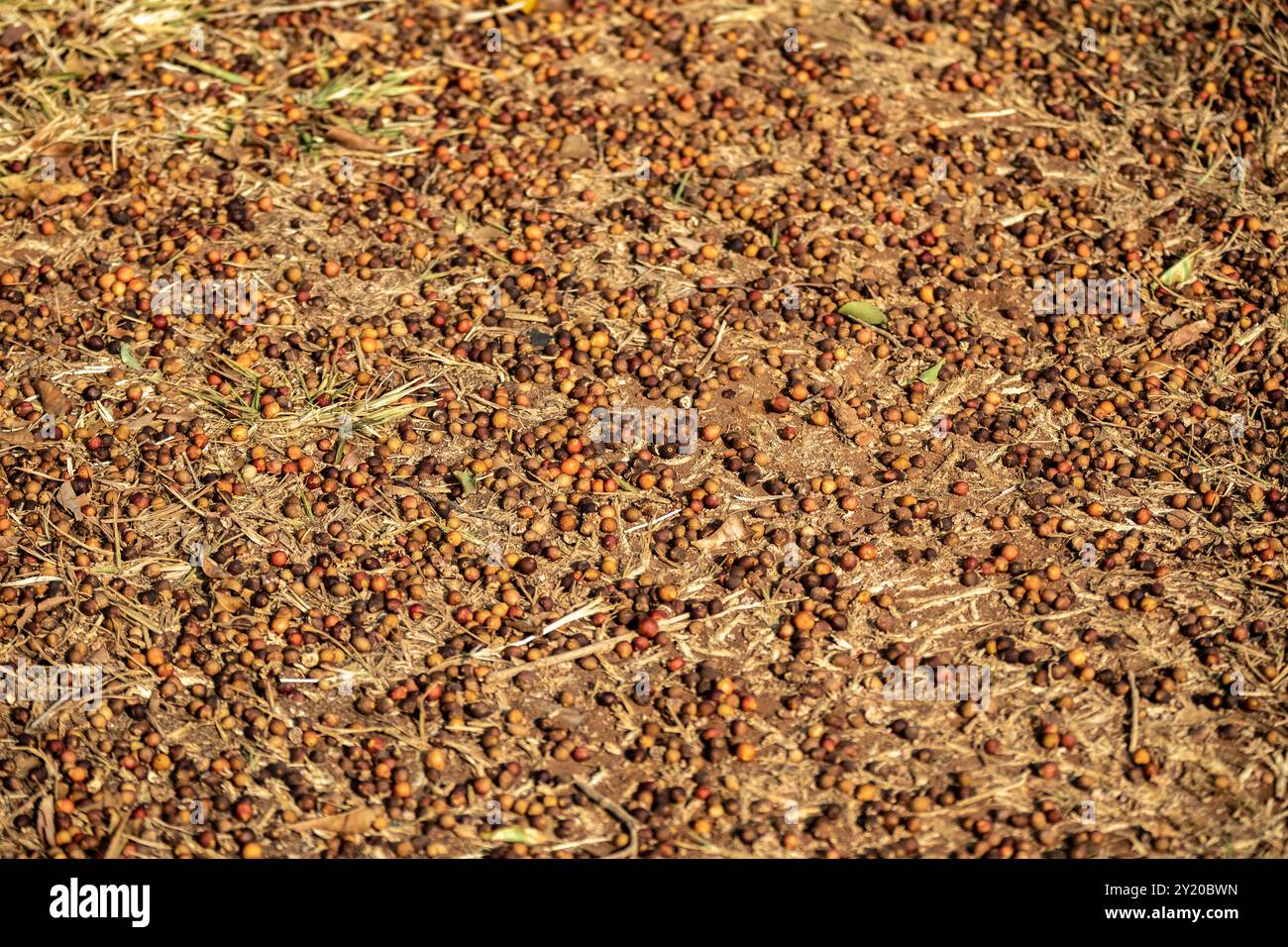 Ficus seeds texture on the ground Stock Photo - Alamy