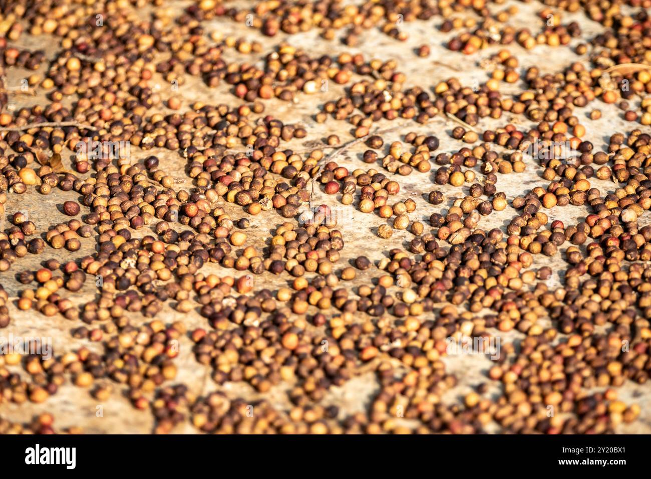 Ficus seeds texture on the ground Stock Photo - Alamy