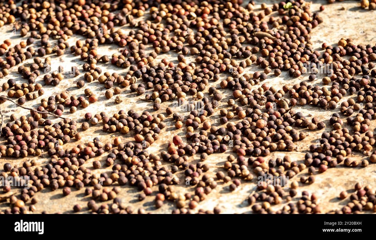 Ficus seeds texture on the ground Stock Photo - Alamy