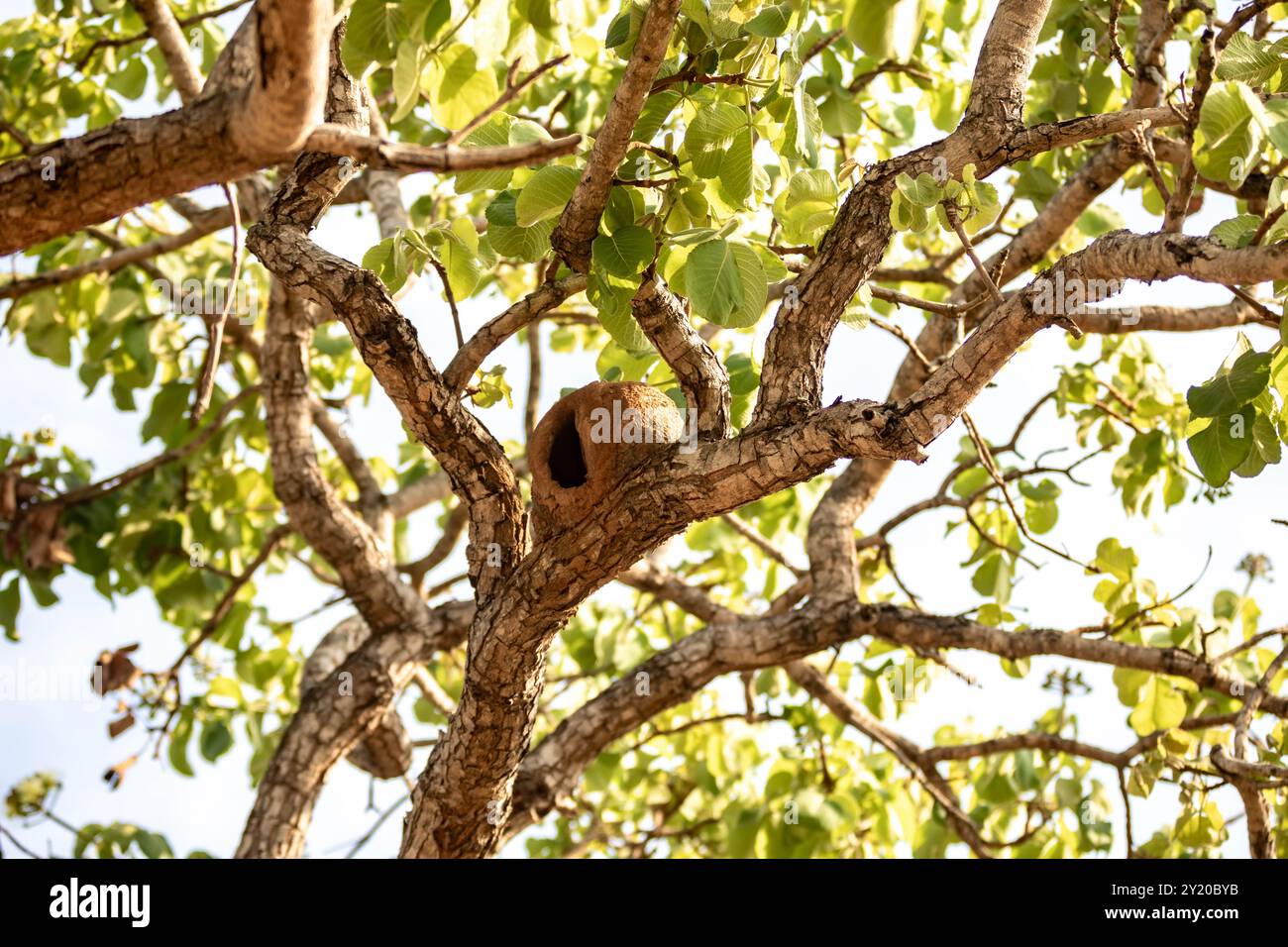 Bird's nest João de Barro made with earth and leaves drying on the ...