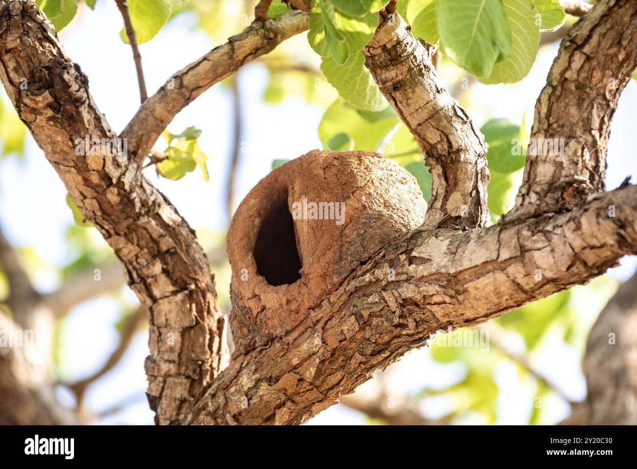 Bird's nest João de Barro made with earth and leaves drying on the ...