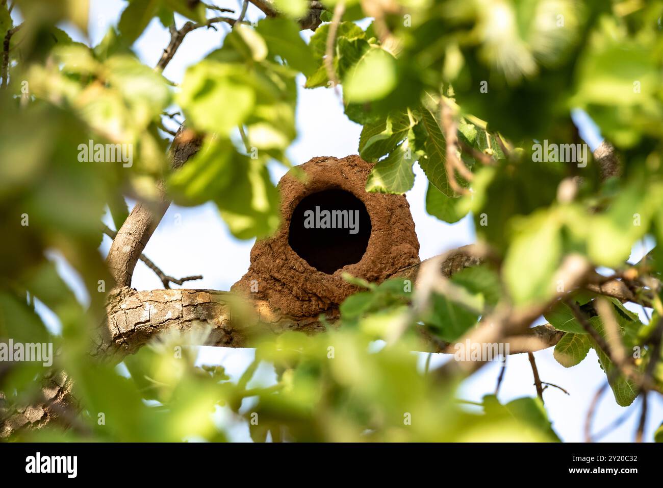Bird's nest João de Barro made with earth and leaves drying on the ...