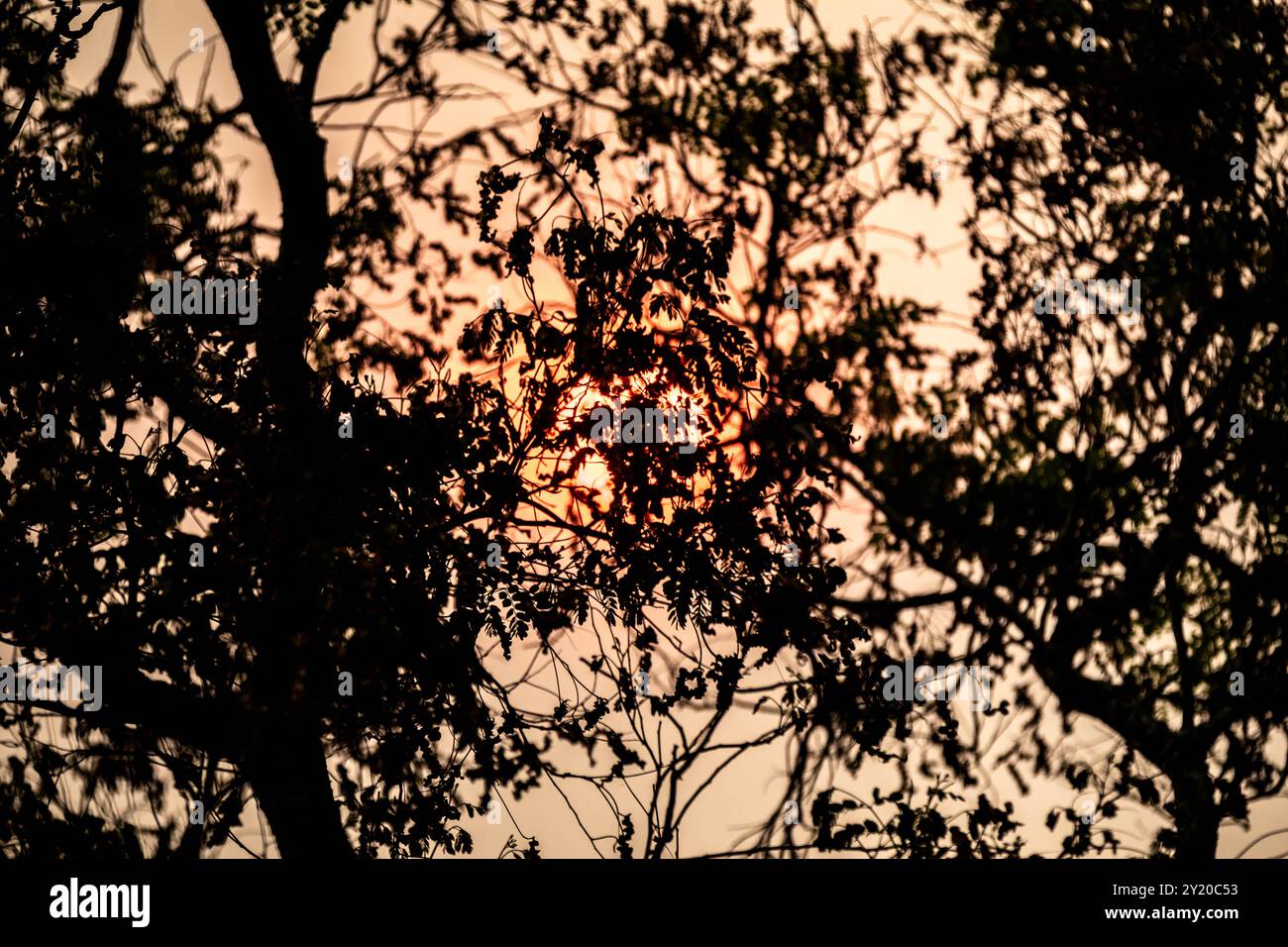 Reddish sun through tree branches. Smoke and pollution from forest ...
