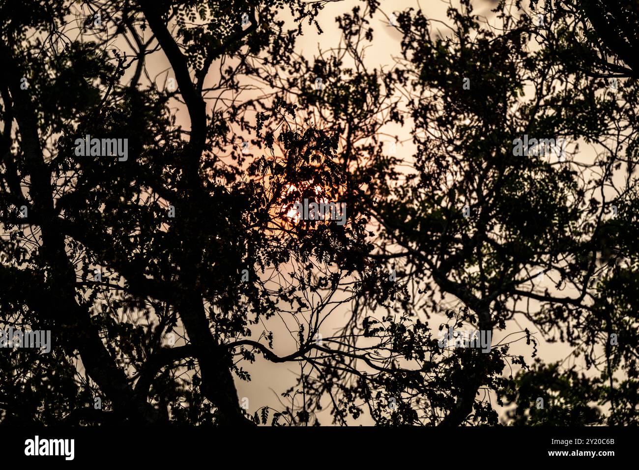 Reddish sun through tree branches. Smoke and pollution from forest ...