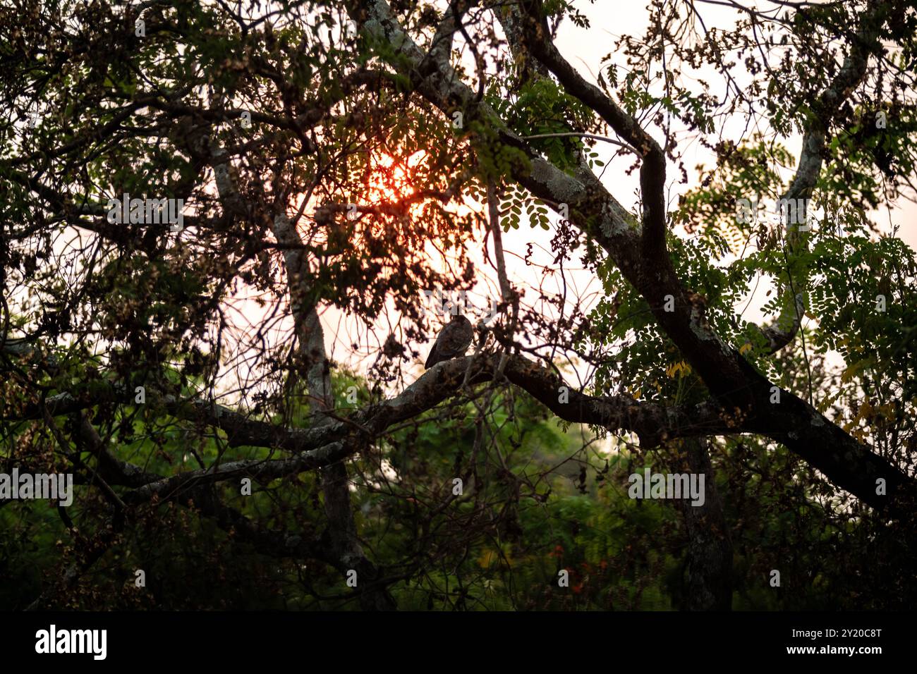 Reddish sun through tree branches. Smoke and pollution from forest ...