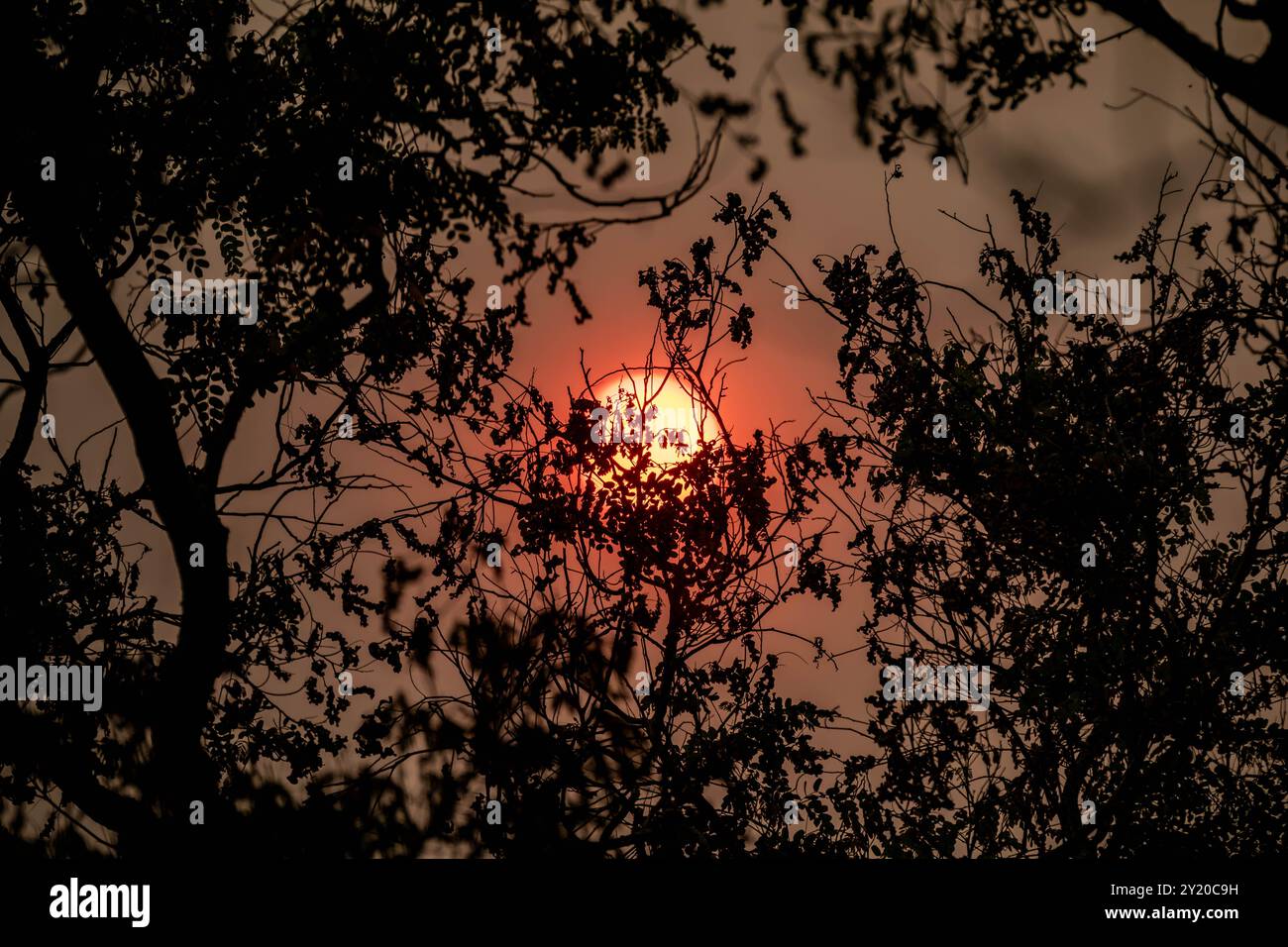 Reddish sun through tree branches. Smoke and pollution from forest ...
