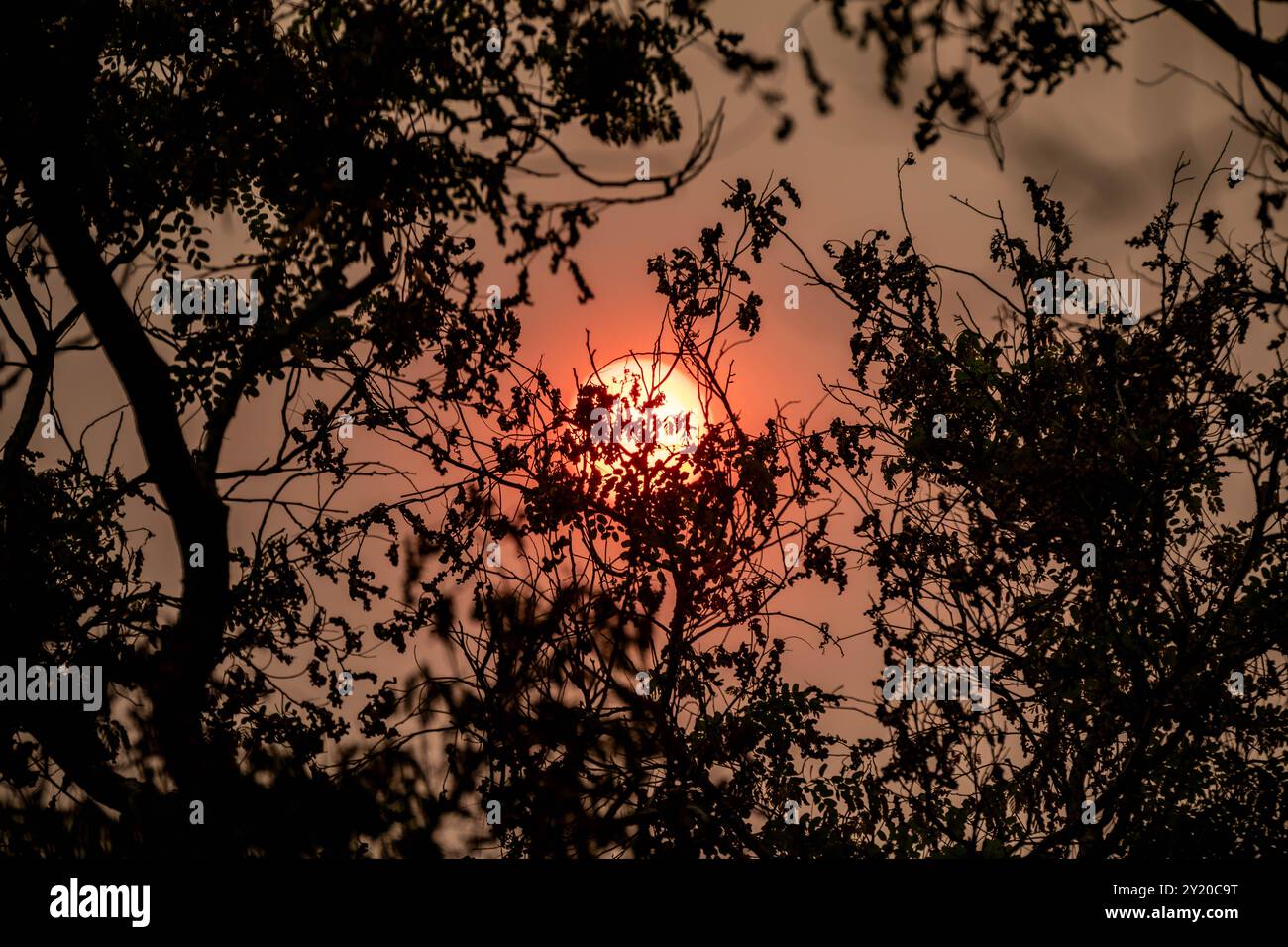 Reddish sun through tree branches. Smoke and pollution from forest ...