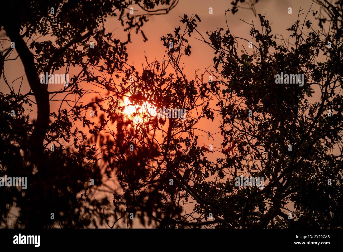 Reddish sun through tree branches. Smoke and pollution from forest ...
