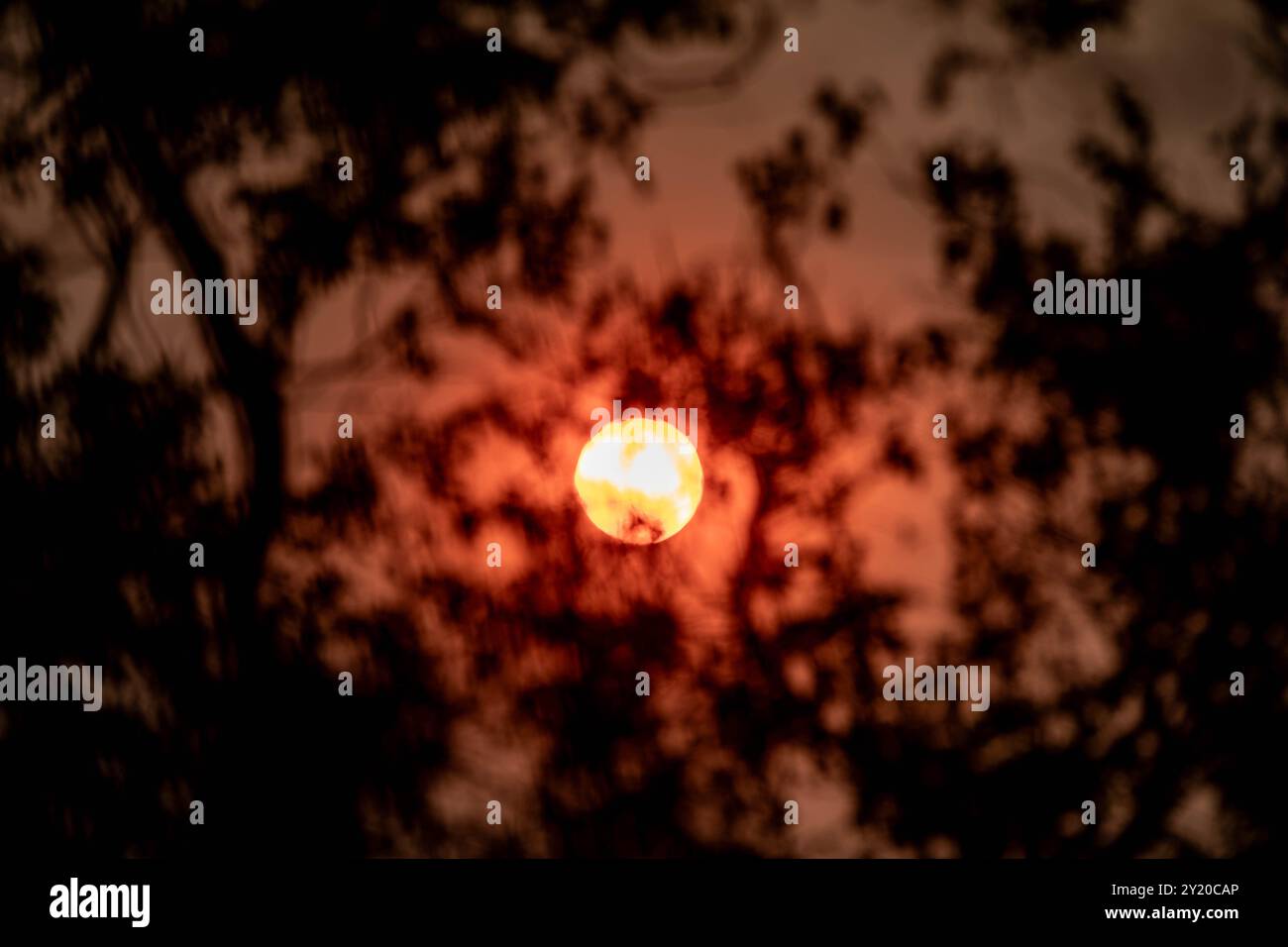 Reddish sun through tree branches. Smoke and pollution from forest ...