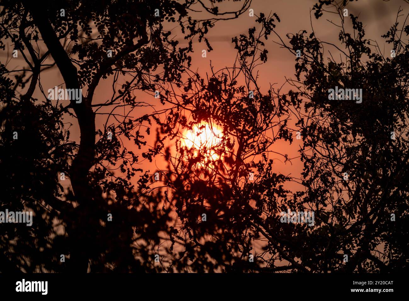 Reddish sun through tree branches. Smoke and pollution from forest ...