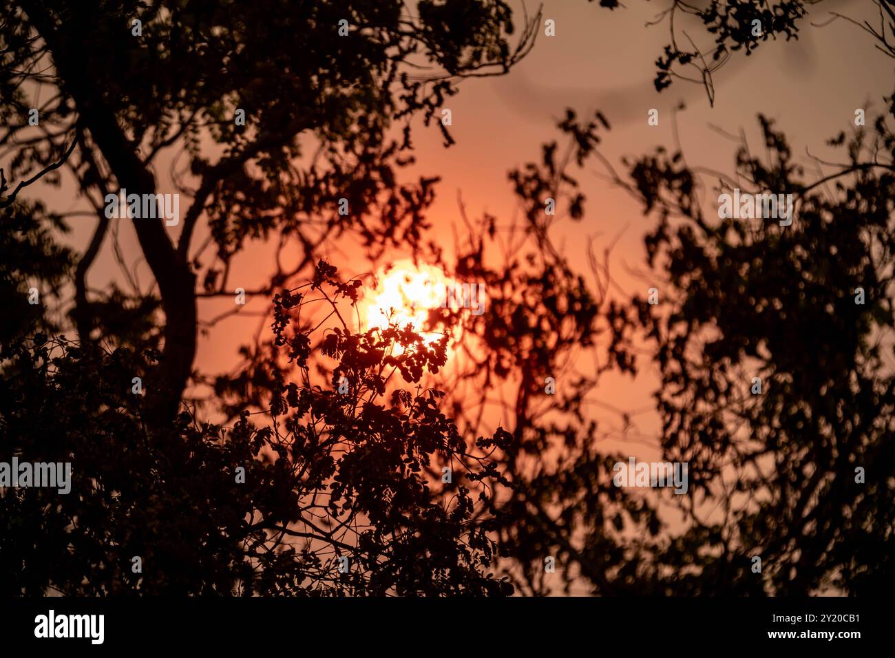 Reddish sun through tree branches. Smoke and pollution from forest ...