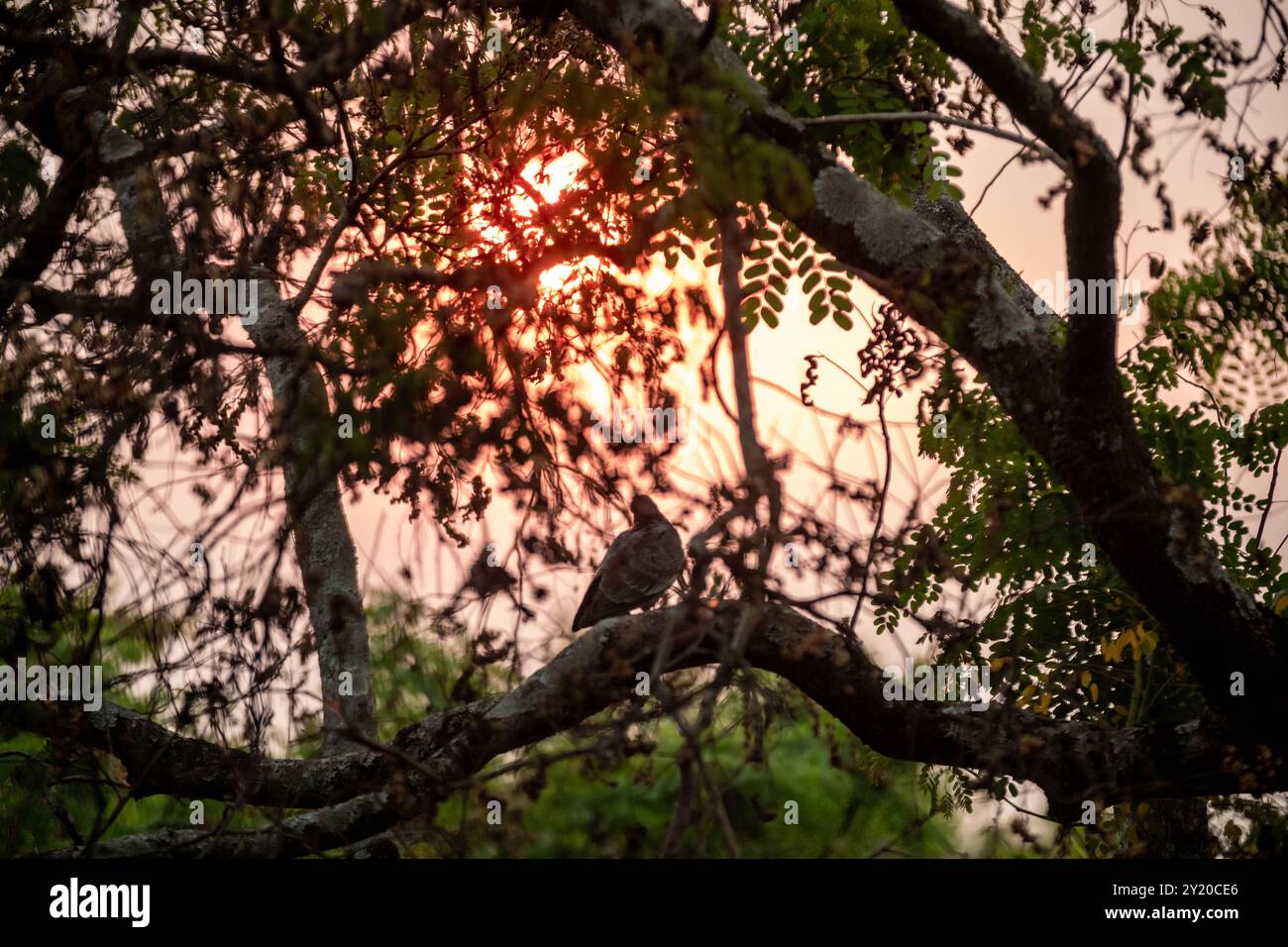 Reddish sun through tree branches. Smoke and pollution from forest ...