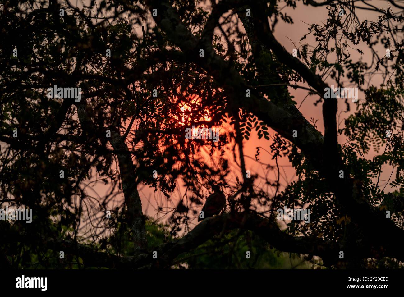 Reddish sun through tree branches. Smoke and pollution from forest ...