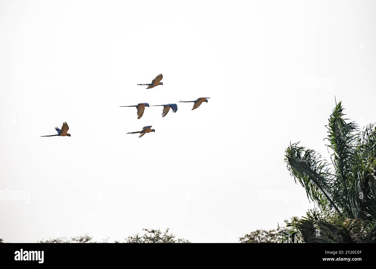 Colorful Brazilian blue-and-yellow macaws flying Stock Photo - Alamy