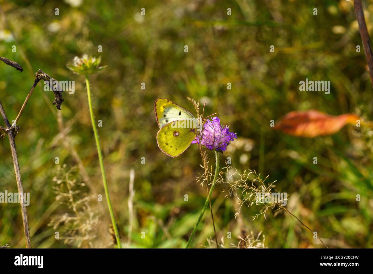 Colias genus hi-res stock photography and images - Alamy