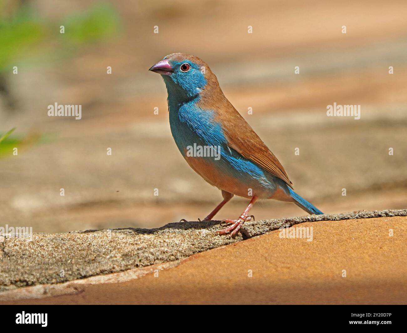 female Red-cheeked Cordon-bleu (Uraeginthus bengalus) on poolside rock ...