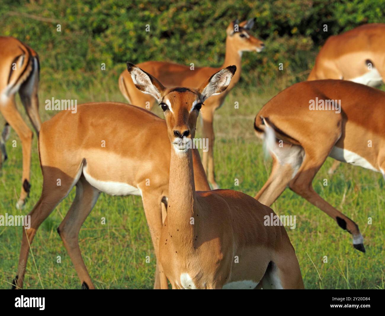 striking image of doe-eyed female impala (Aepyceros melampus) part of ...