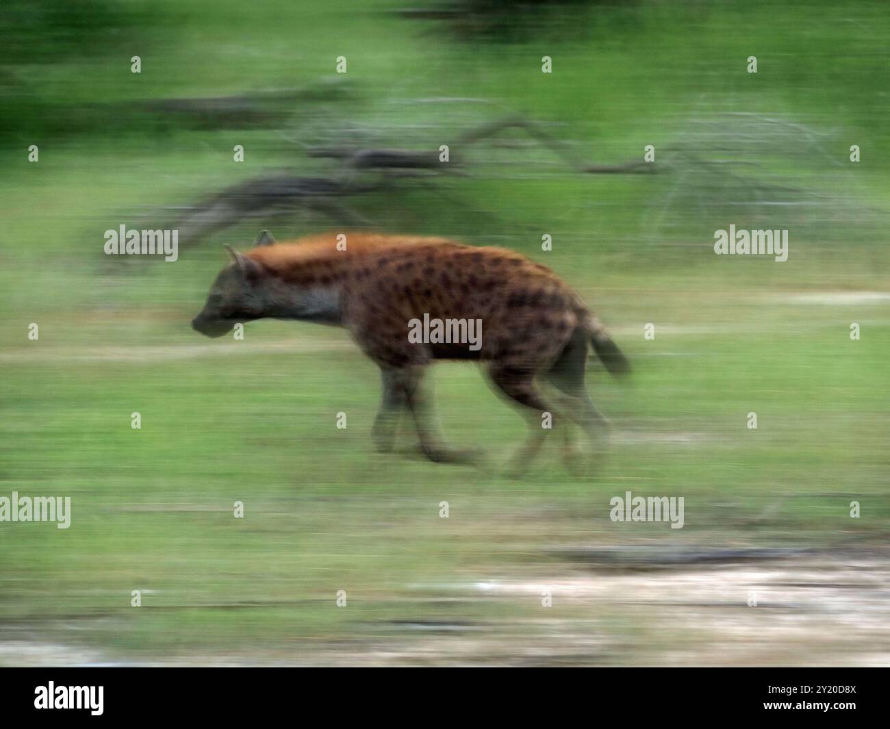 slow pan image of adult Spotted Hyena (Crocuta crocuta) running across ...
