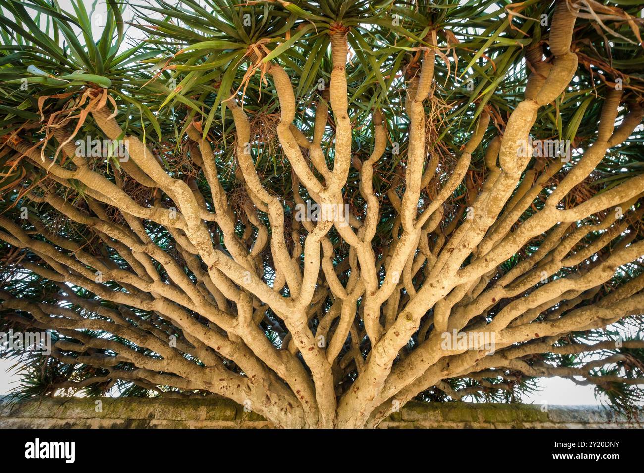 Dragó, Dracaena draco, singular listed tree, Lazareto de Mahón ...