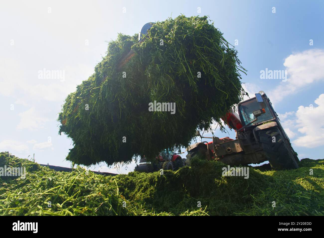 tractor harvesting hay for animals, tractor harvesting green grass for ...
