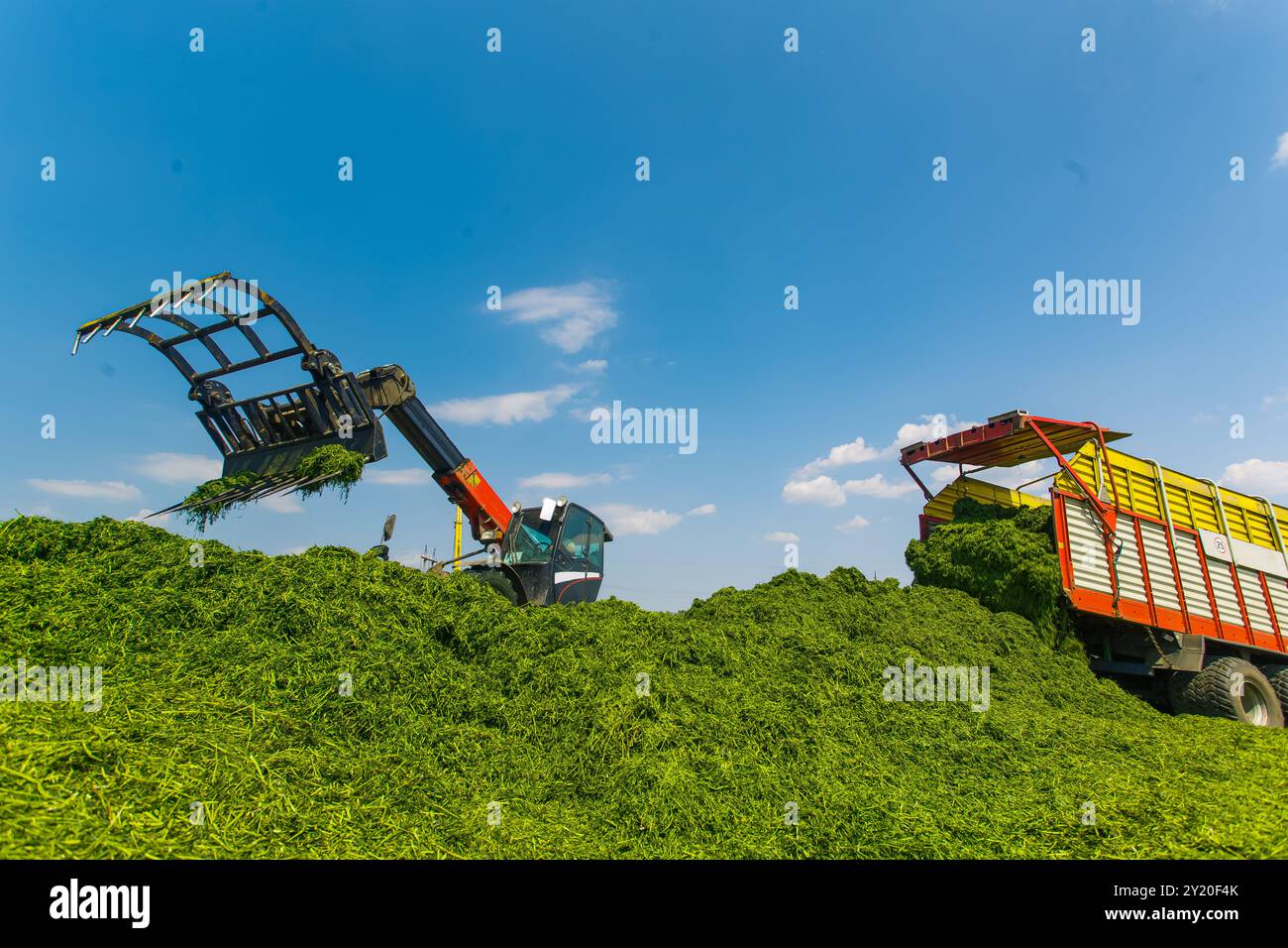 tractor harvesting hay for animals, tractor harvesting green grass for ...