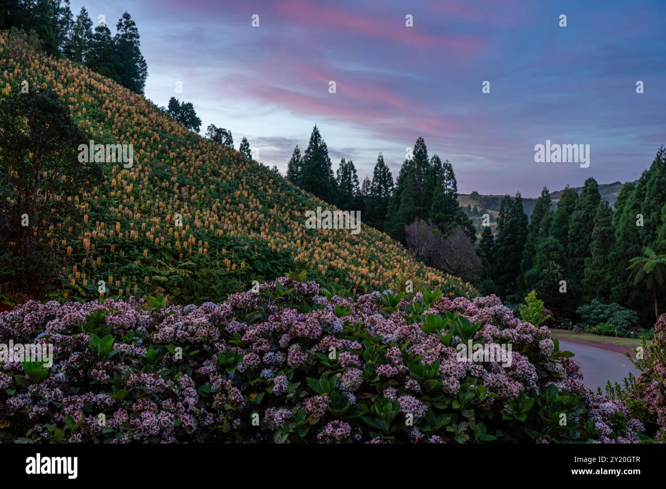 Azores vegetation hi-res stock photography and images - Alamy
