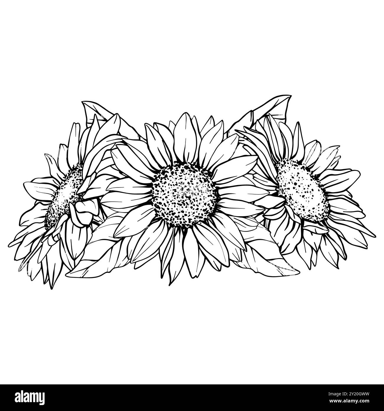 Vector Sunflower illustration. Flower arrangement drawing in line art ...