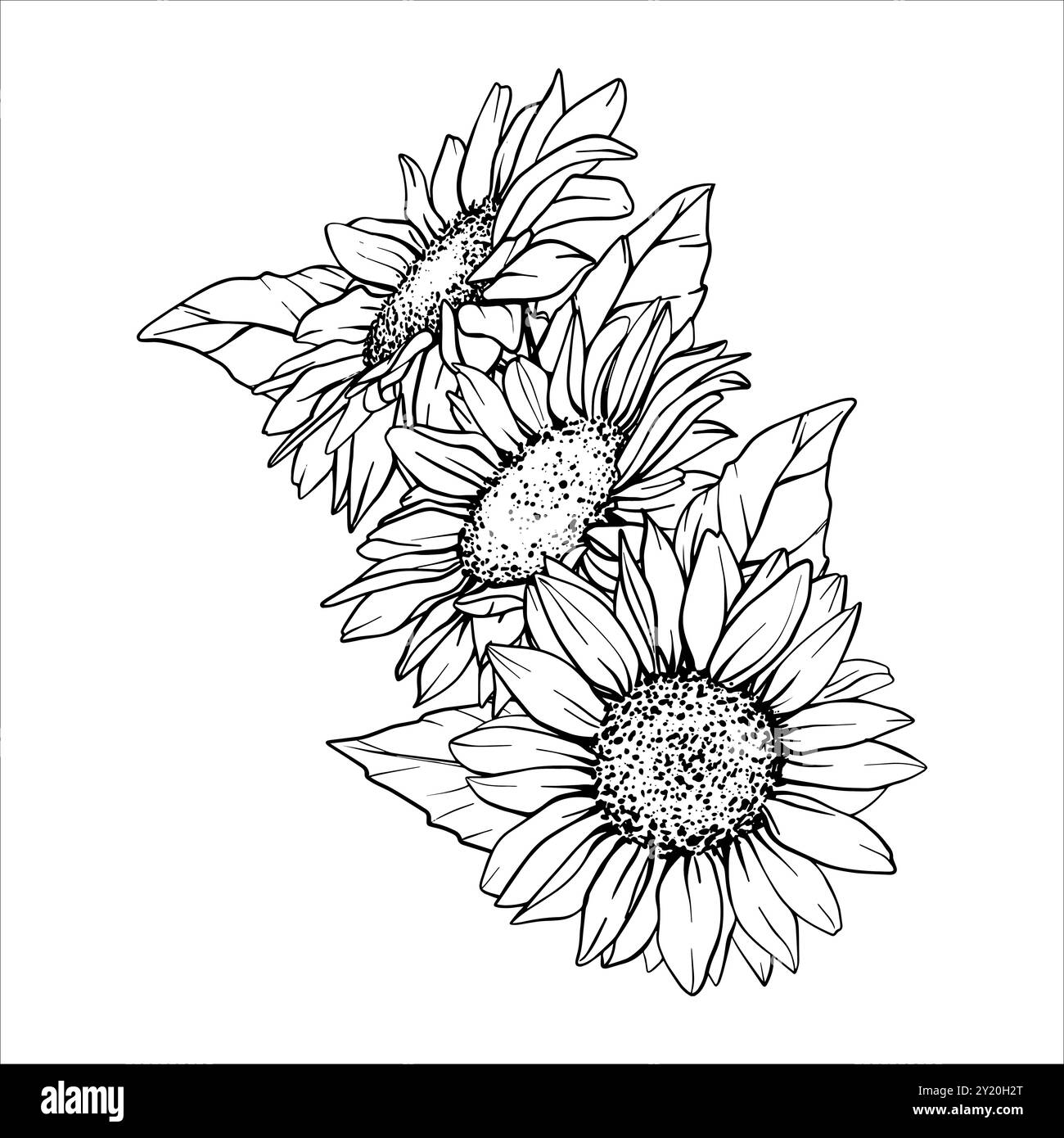 Vector Sunflower illustration. Flower arrangement drawing in line art ...