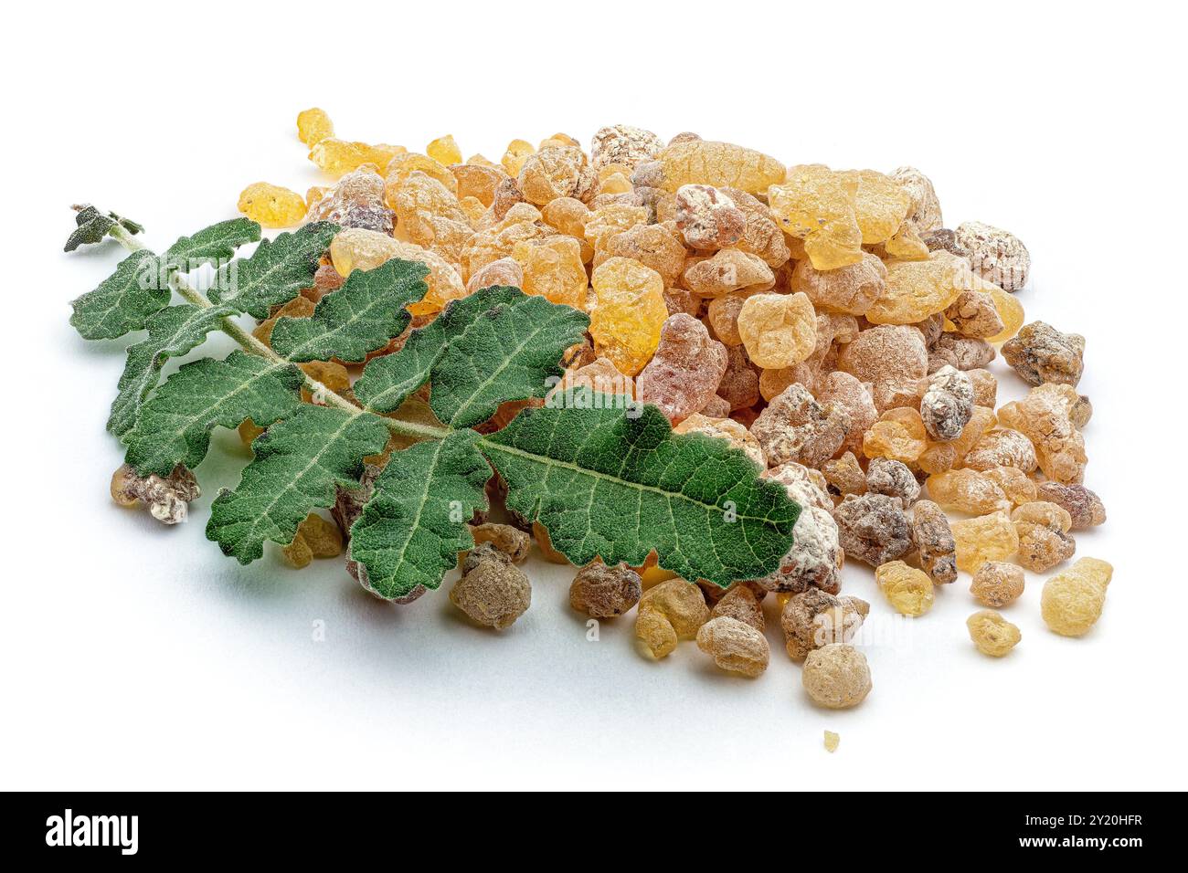 Frankincense (Boswellia sacra), Burseraceae. Resin. deciduous tree ...