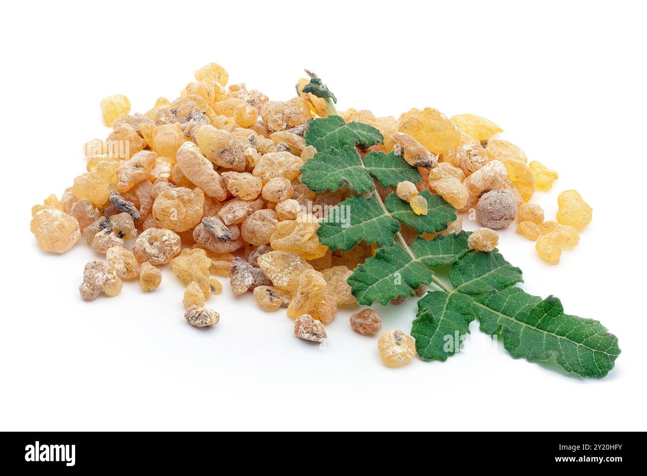 Frankincense (Boswellia sacra), Burseraceae. Resin. deciduous tree ...