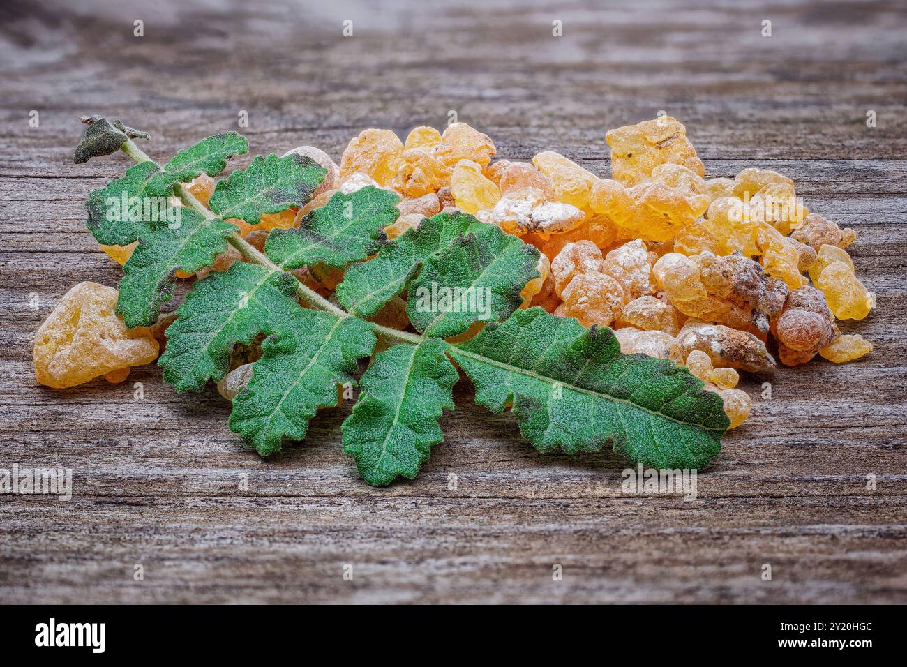 Frankincense (Boswellia sacra), Burseraceae. Resin. deciduous tree ...