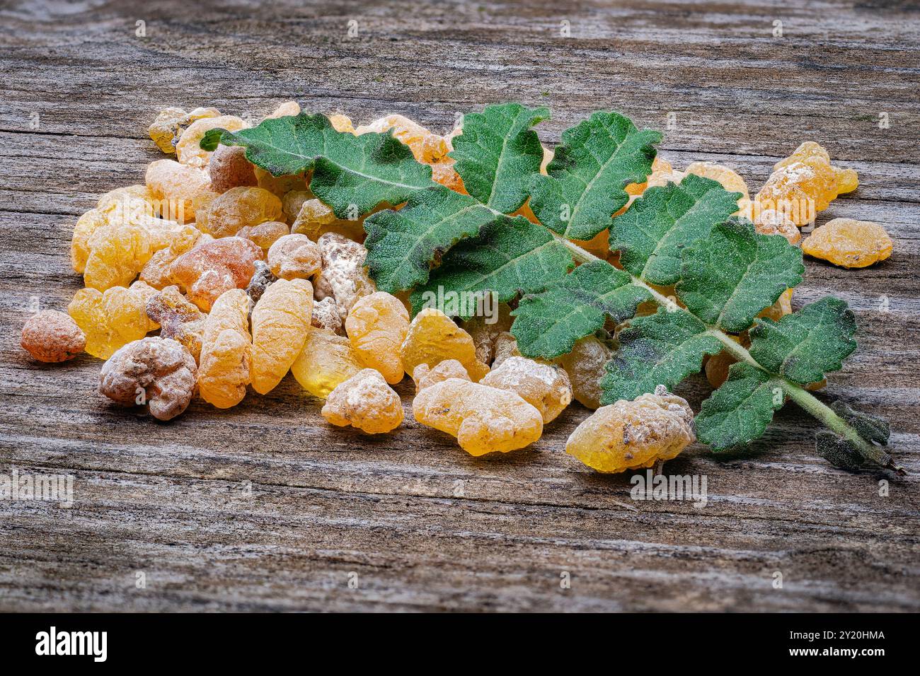 Frankincense (Boswellia sacra), Burseraceae. Resin. deciduous tree ...