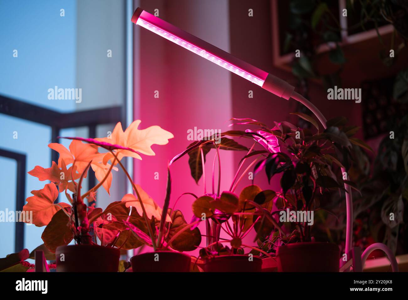 Phyto lamp illuminates plant at home. LED lamp for supplementary ...
