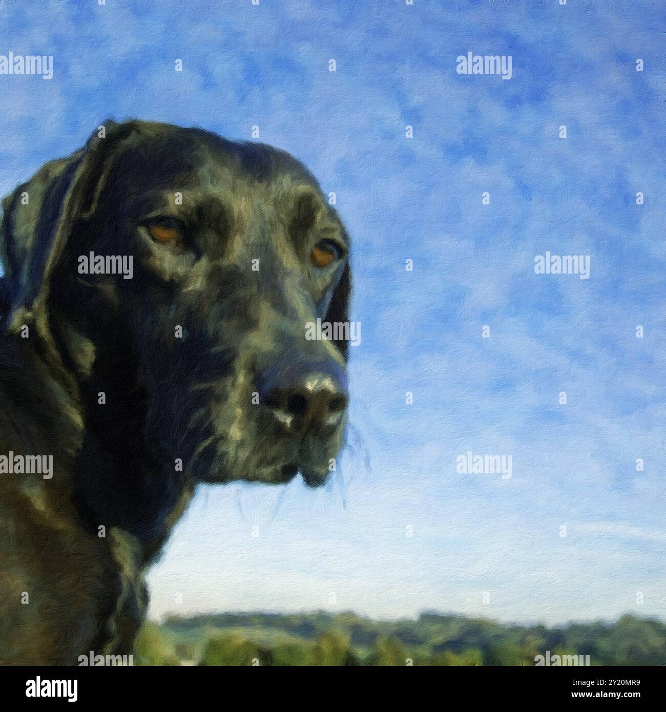 Black Labrador Blue Sky Stock Photo - Alamy