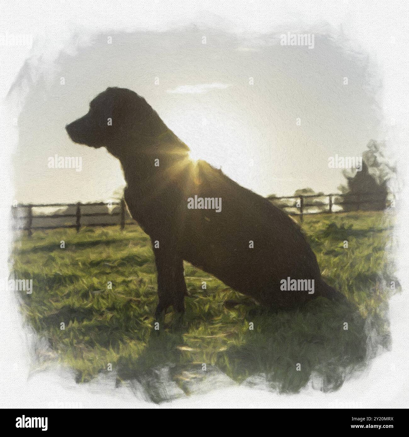 Majestic black dog hi-res stock photography and images - Alamy