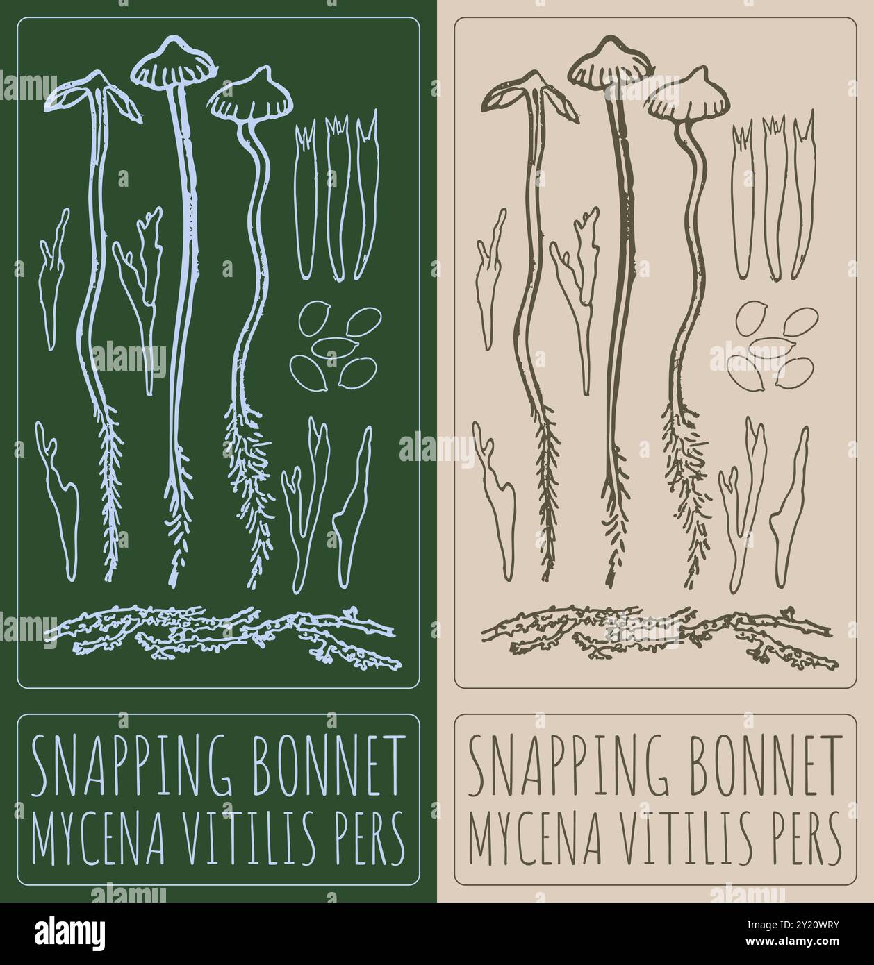 Snapping bonnet Stock Vector Images - Alamy