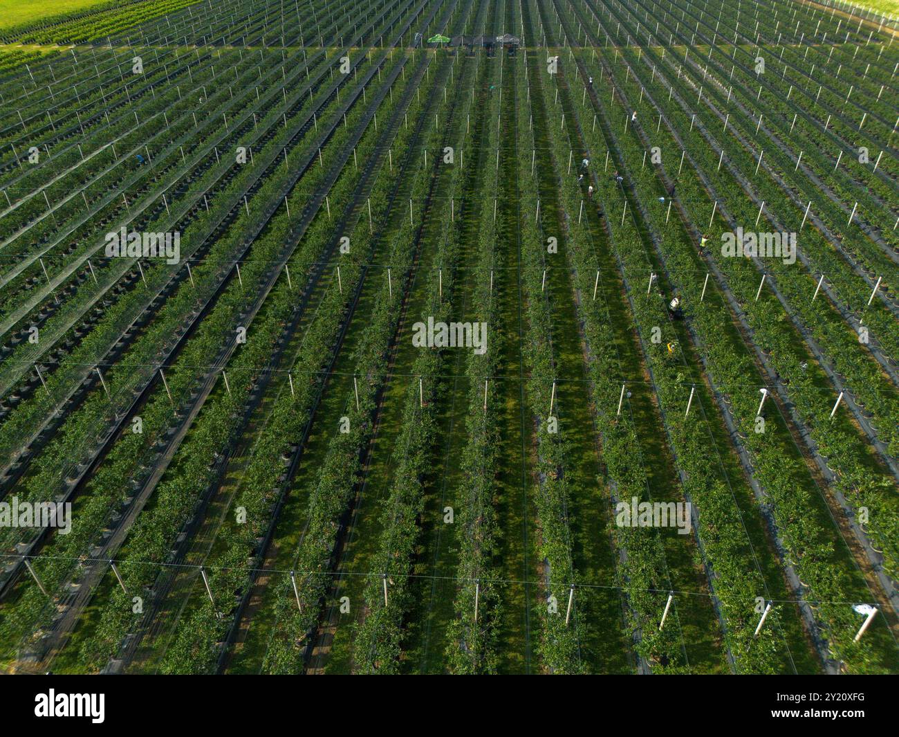 Modern Blueberry Orchard with Anti-hail nets, Irrigation and Modern ...