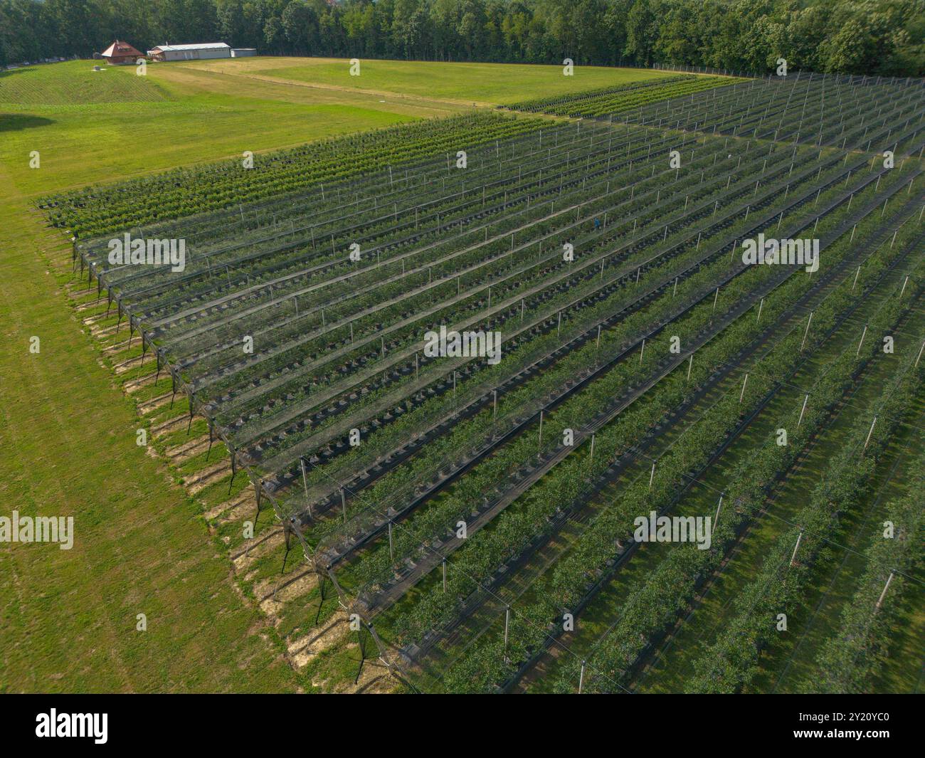 Modern Blueberry Orchard with Anti-hail nets, Irrigation and Modern ...