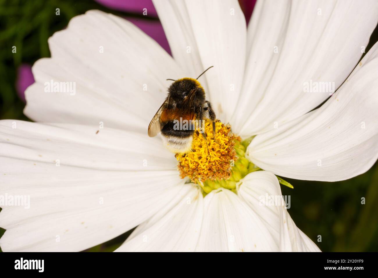 Bombus terrestris Family Apidae Genus Bombus Buff-tailed bumblebee ...
