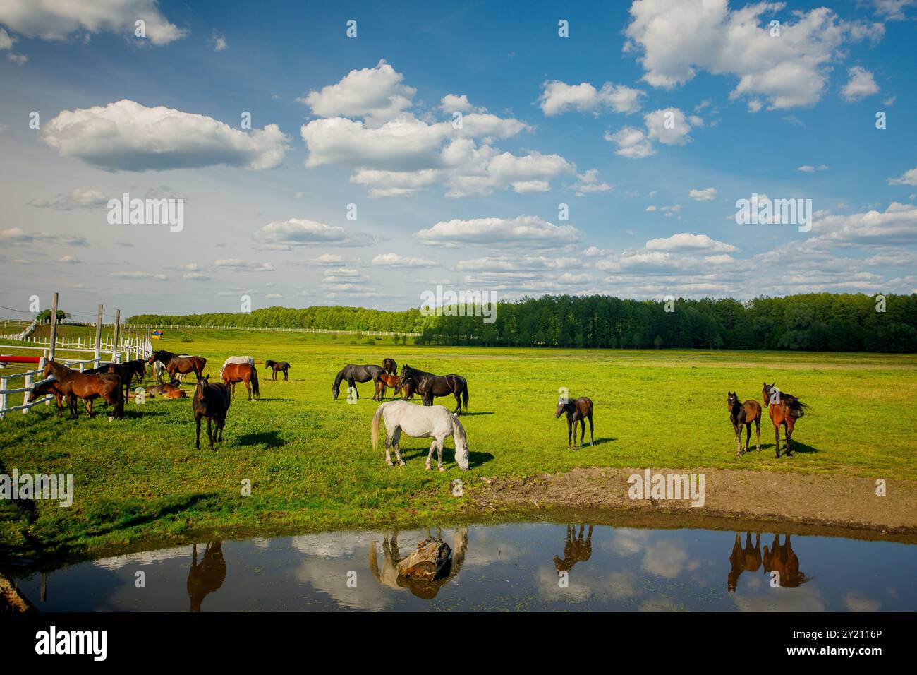A serene farm scene featuring horses in a pasture. A mare stands with ...
