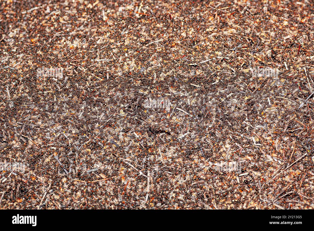 Black bottom mud hi-res stock photography and images - Alamy