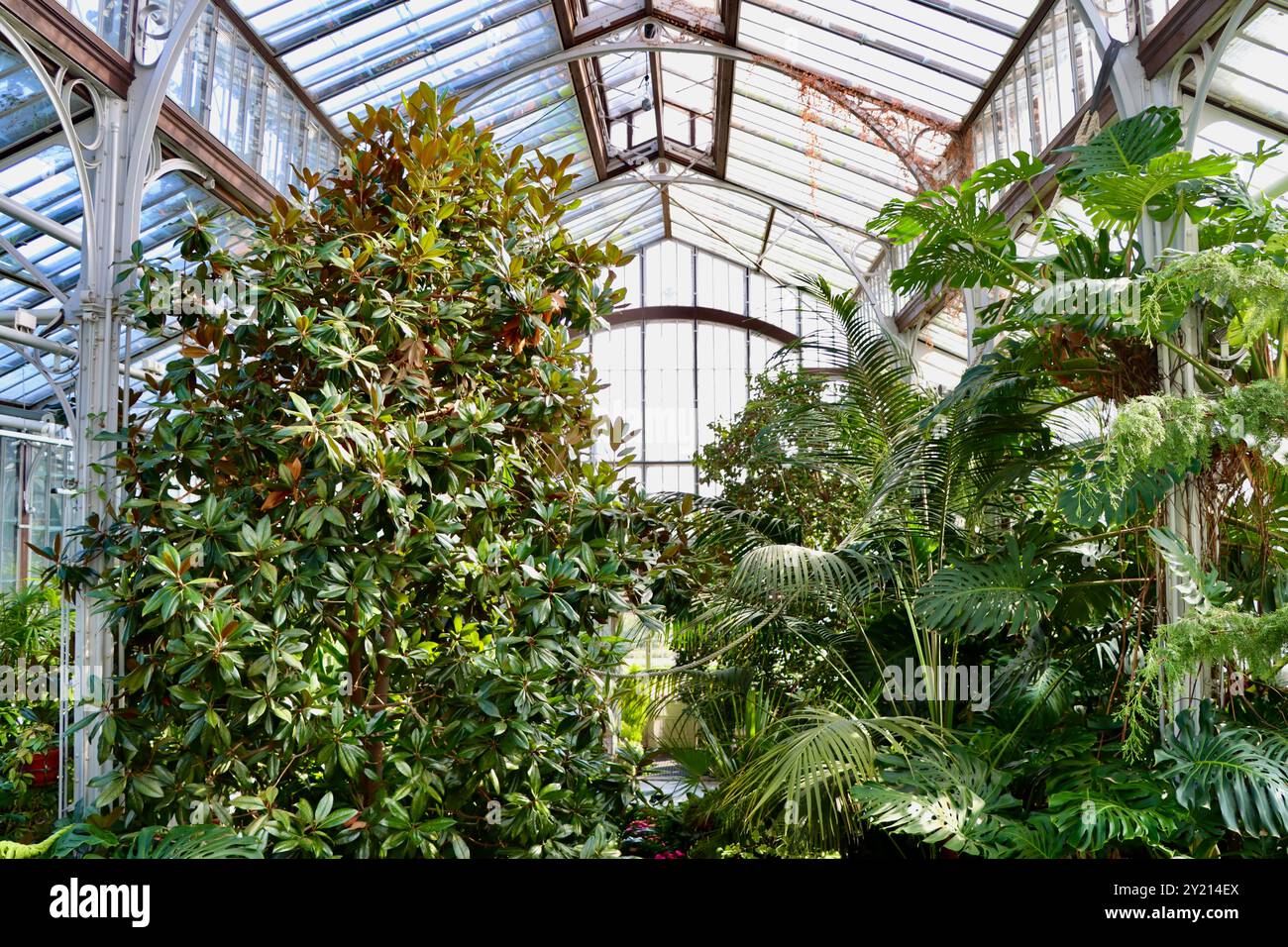 The Palm Room at Helsinki Winter garden, Finland, August 2024 Stock ...