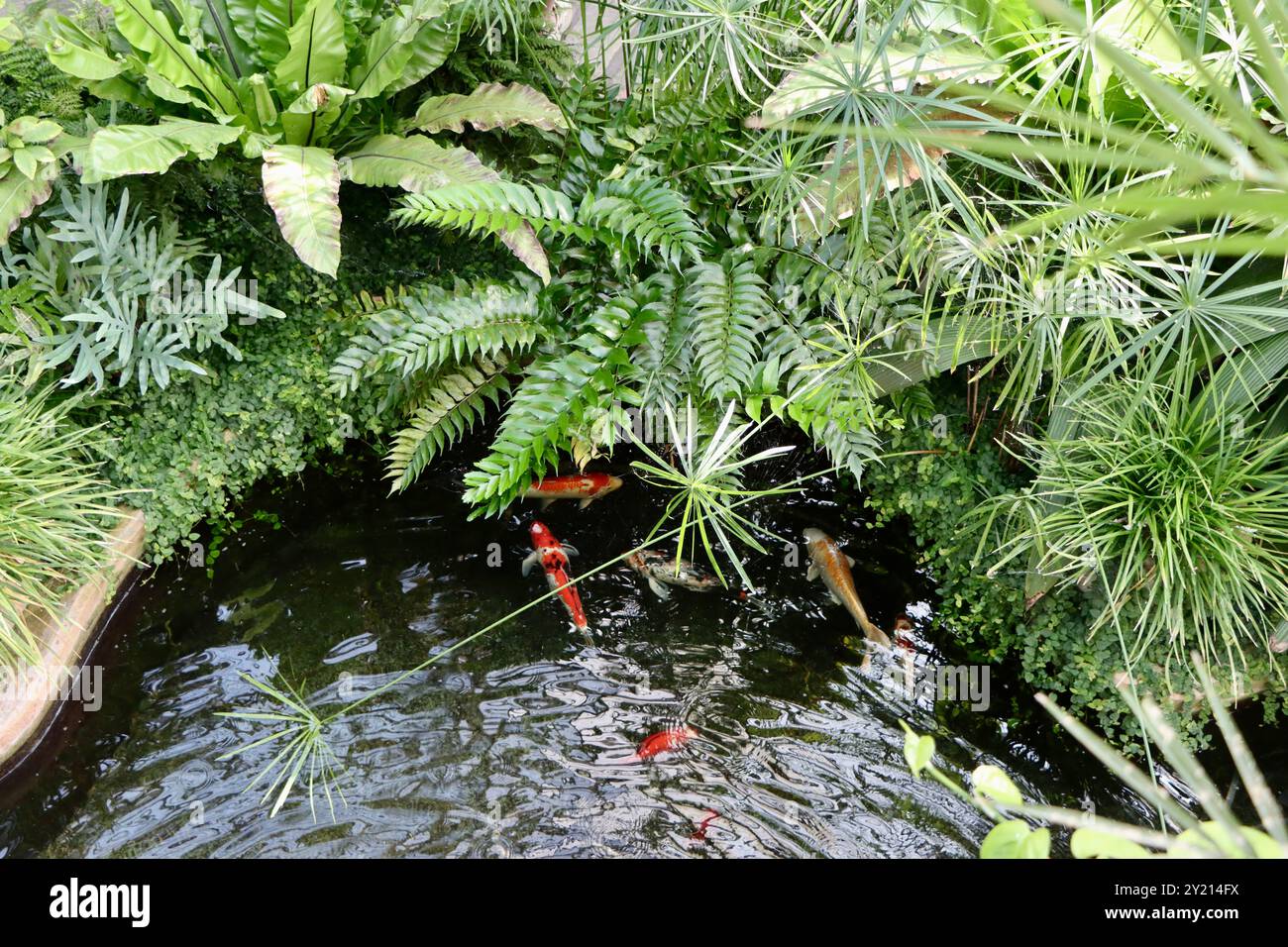 The Palm Room at Helsinki Winter garden, Finland, August 2024 Stock ...