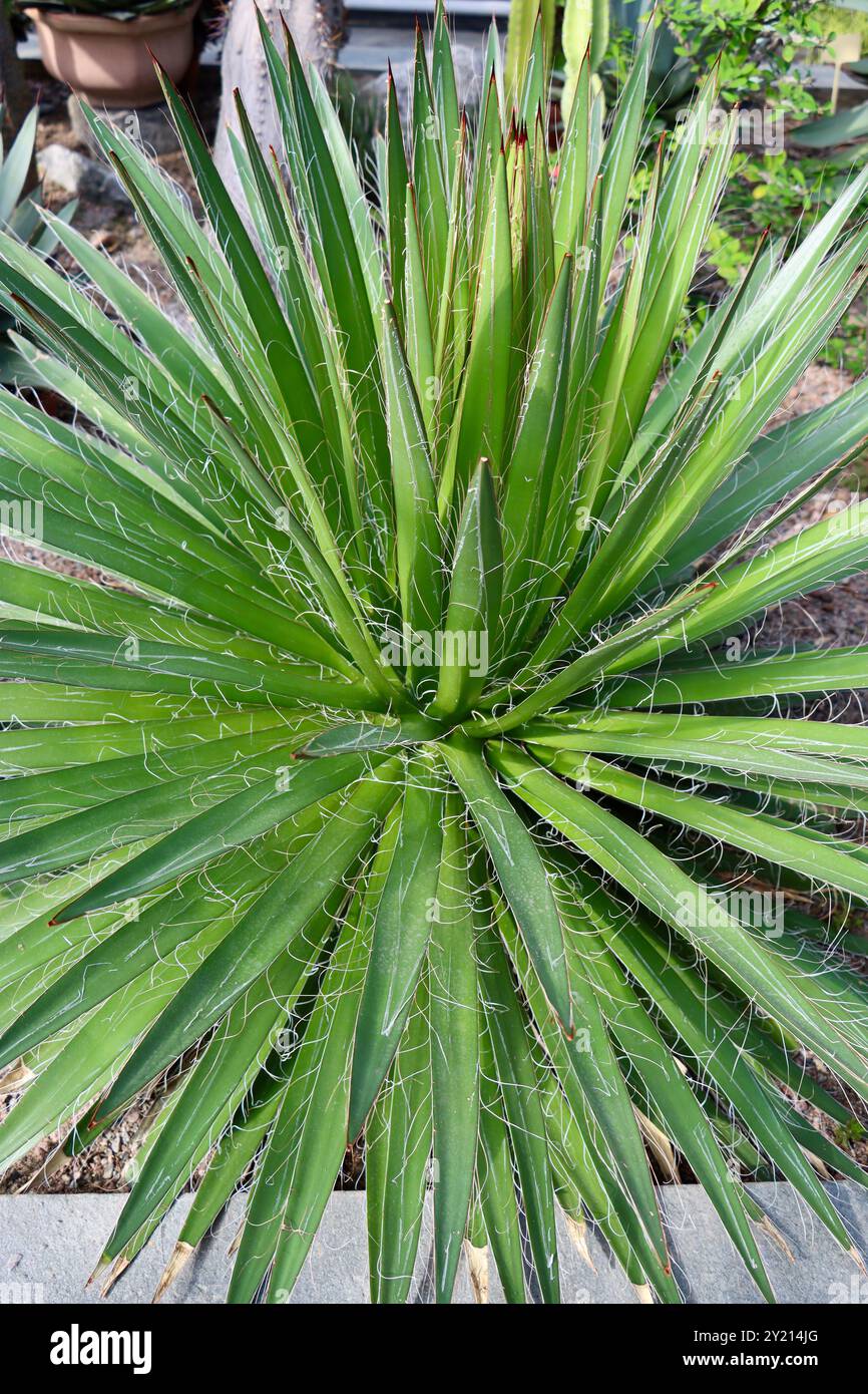 Agave filifera at Helsinki Winter garden greenhouse, Helsinki, Finland ...