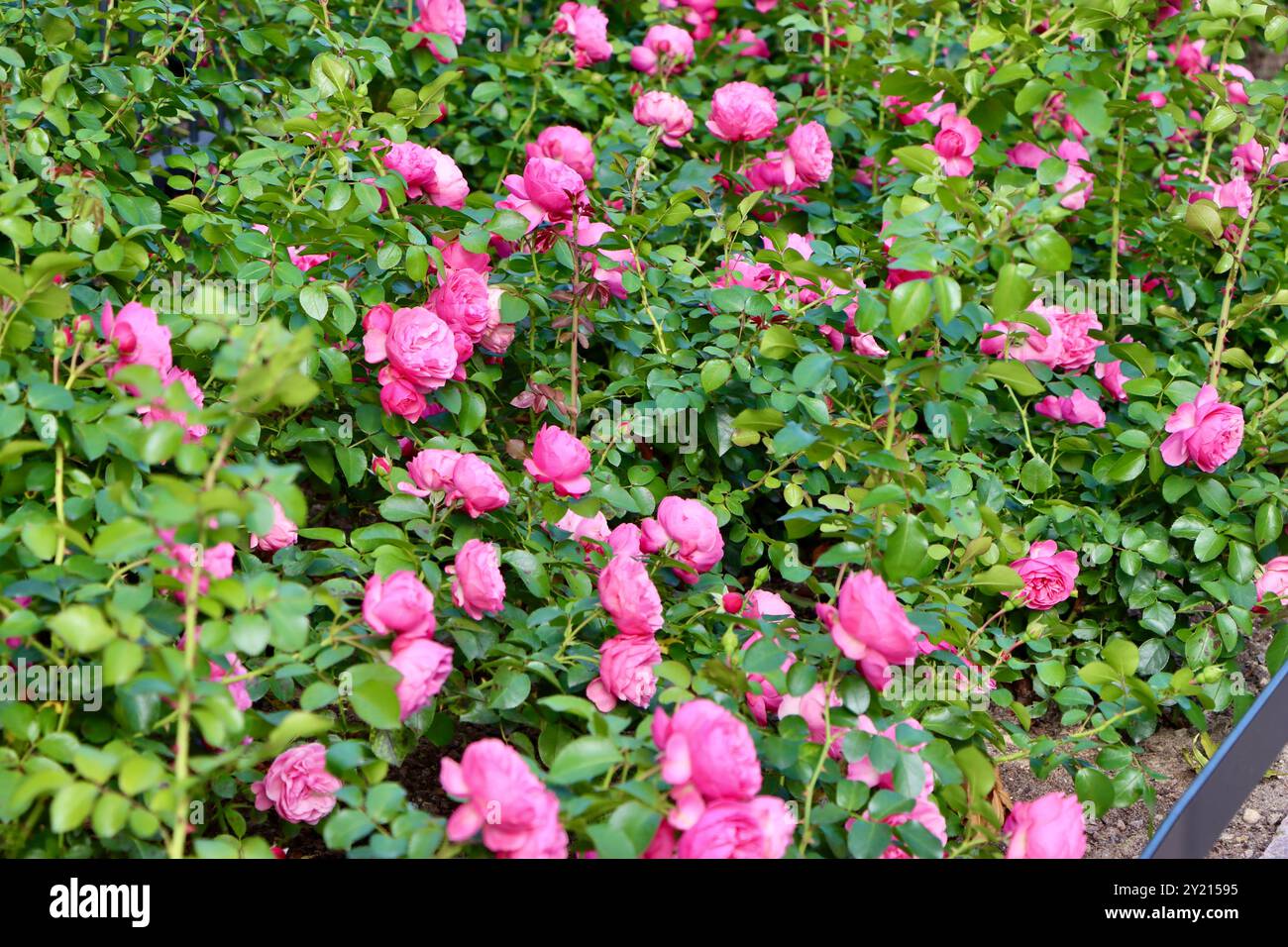 Variety of roses at entrance to the Rose Garden in front of Winter ...