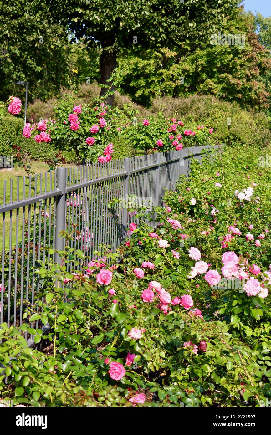 Variety of roses at entrance to the Rose Garden in front of Winter ...