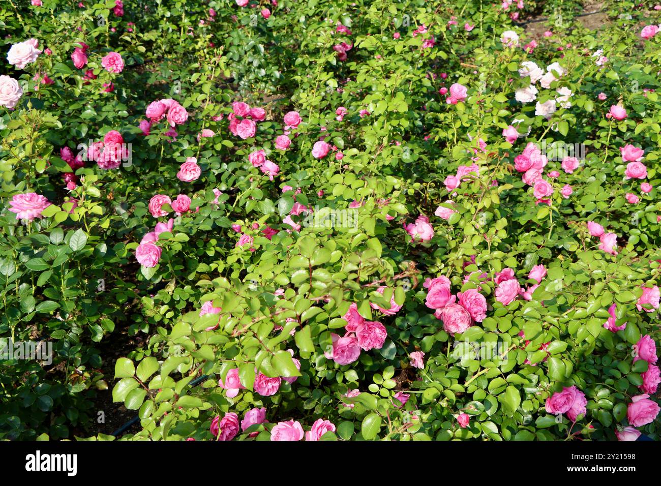 Variety of roses at entrance to the Rose Garden in front of Winter ...